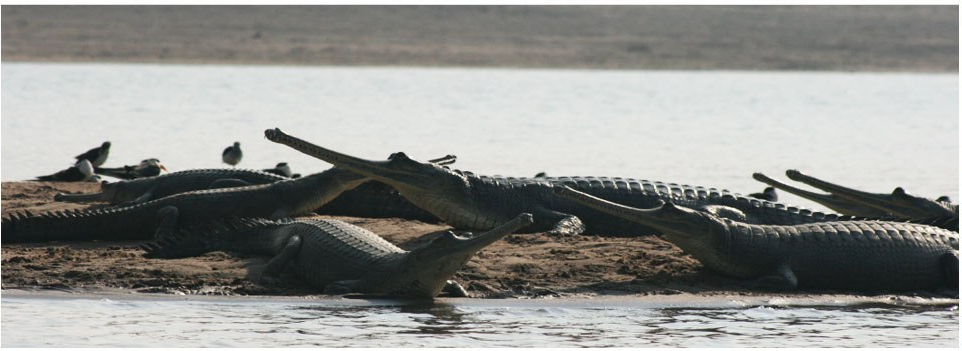 Jaws of Extinction: The Plight of the Gharial – On Life and Wildlife