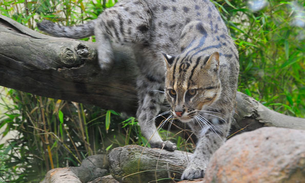 Cats of the Swamp – On Life and Wildlife