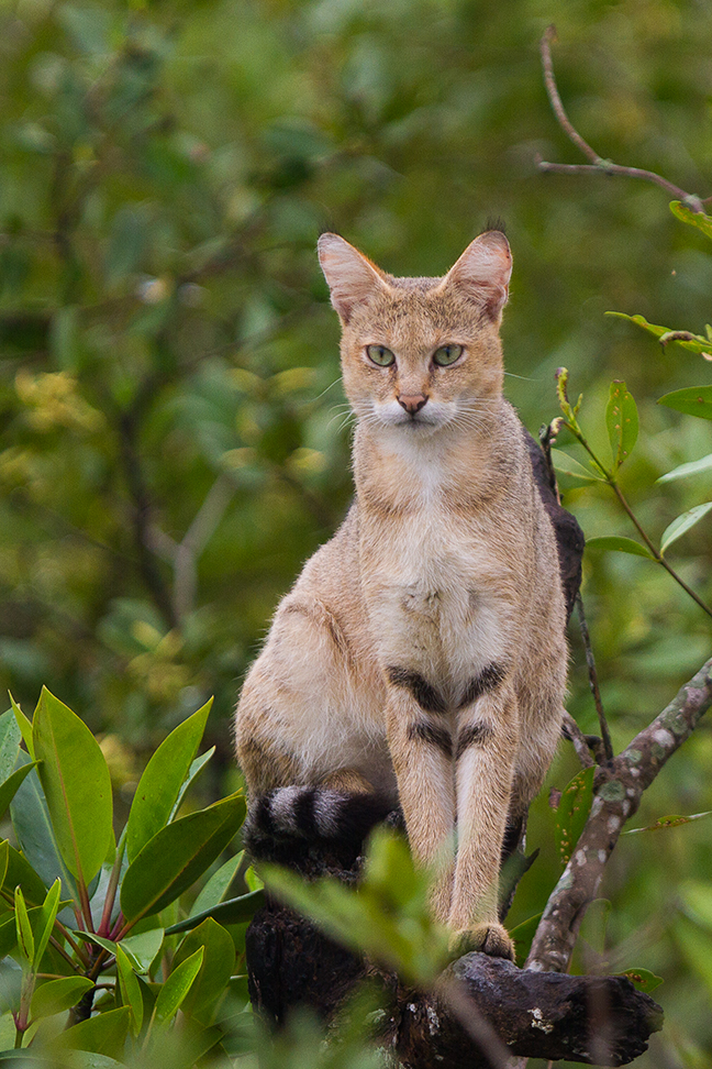 Cats of the Swamp – On Life and Wildlife