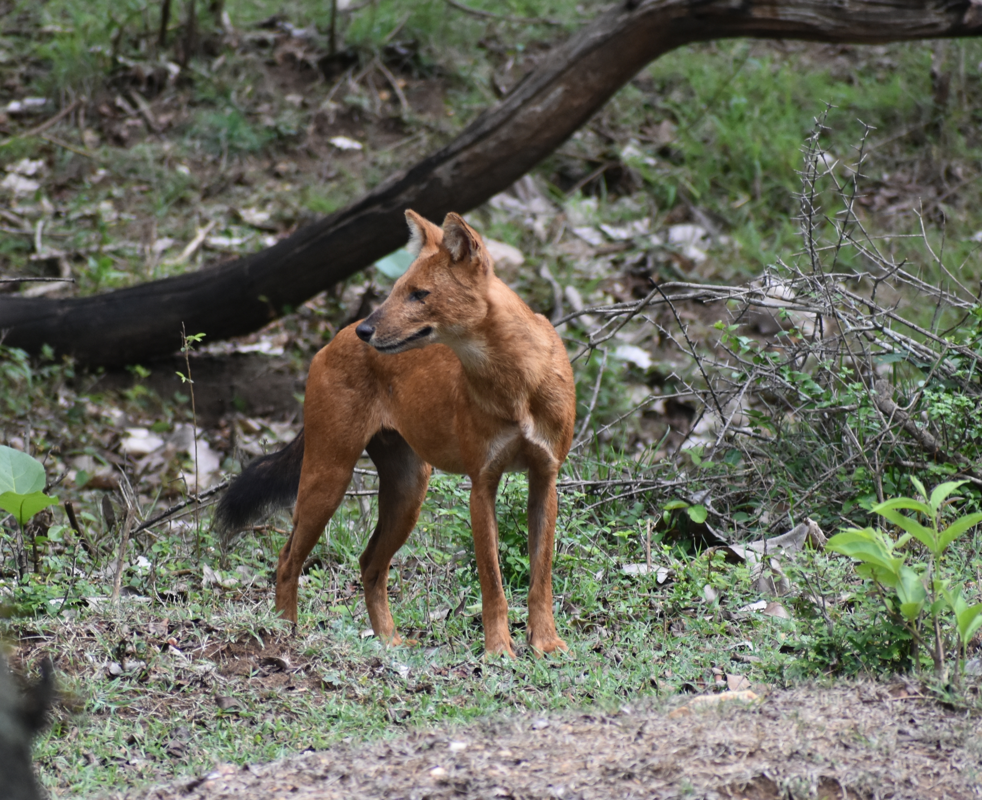 Hidden Jewels of Nagarahole Tiger Reserve – On Life and Wildlife