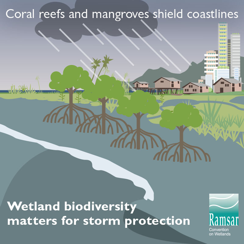 World Wetlands Day 2020: Why Wetlands Matter in our Changing World – On ...