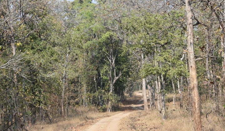 A Journey Through India’s Forests – On Life and Wildlife