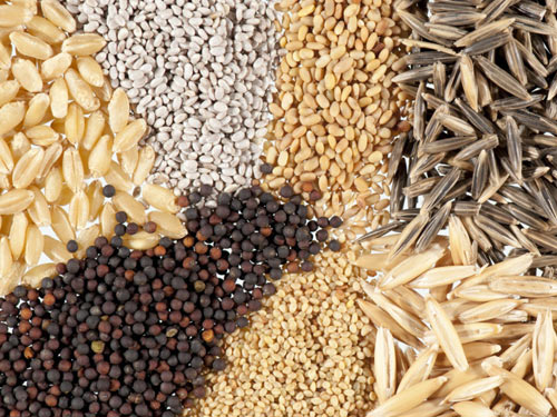 Sowing the Seeds for an Empowered Future: Navdanya – On Life and Wildlife