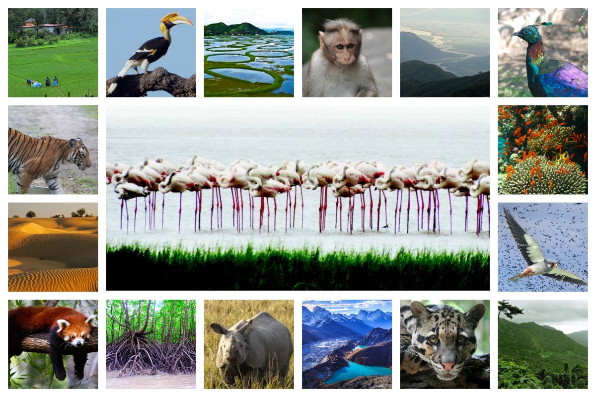 India’s Wild Side: A Journey Across a Biodiverse Subcontinent – On Life ...