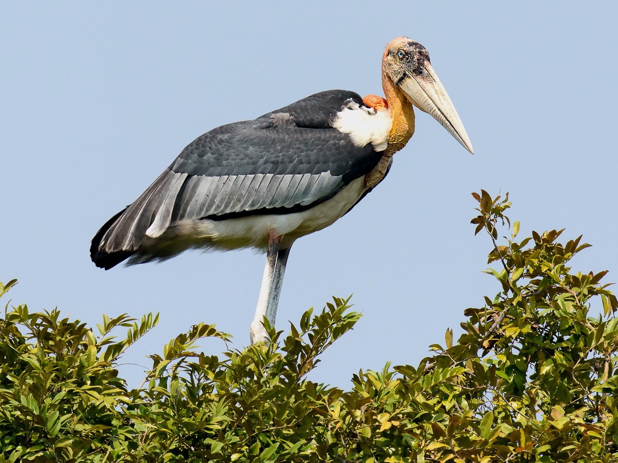 The Revival of the Hargila – On Life and Wildlife