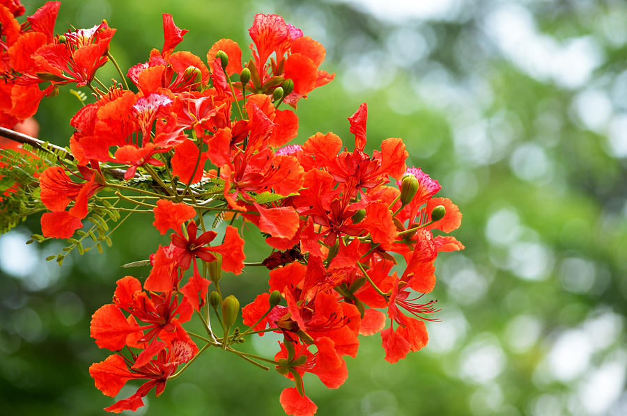 The Fire Tree – On Life and Wildlife